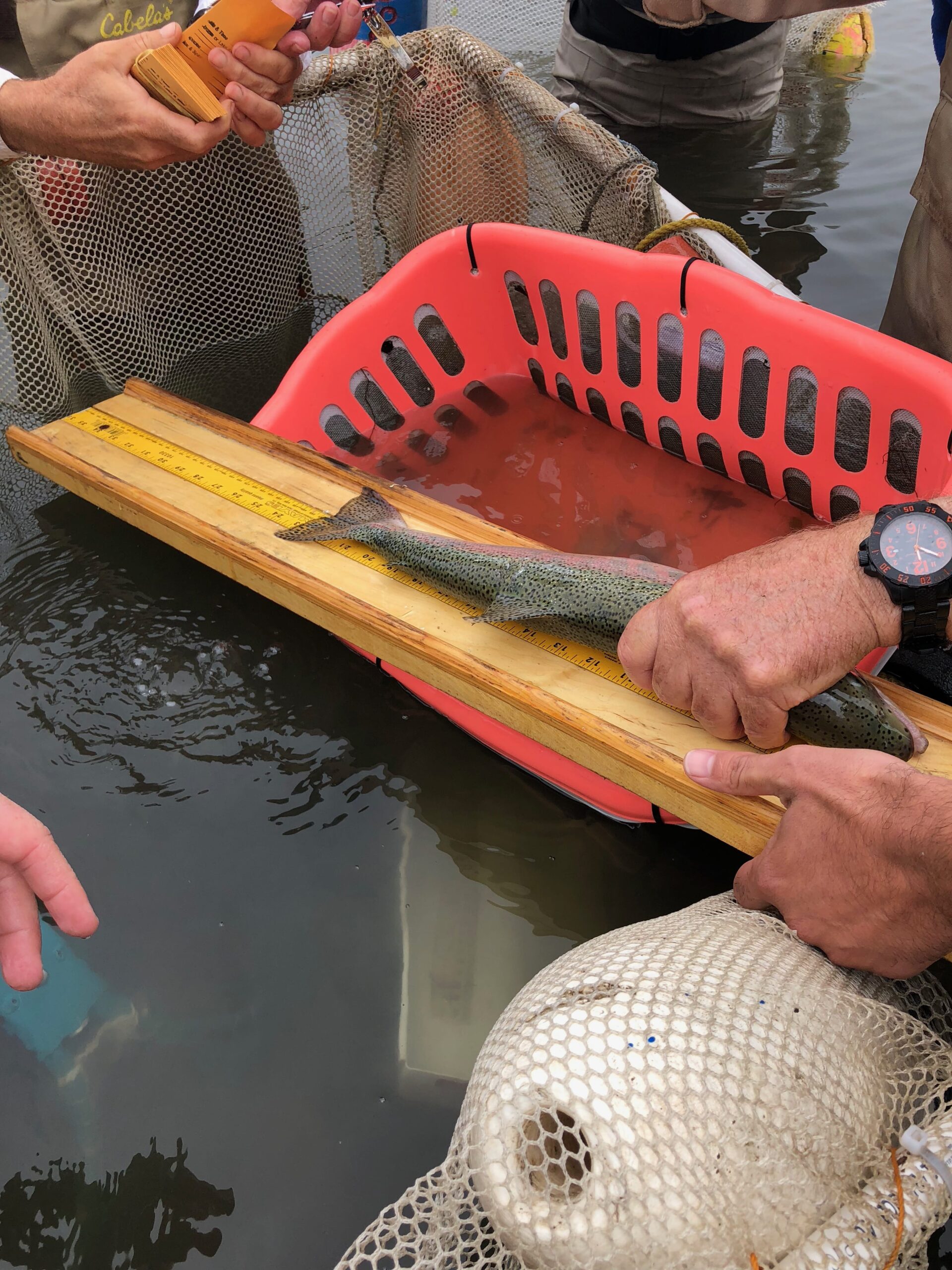 PIT tagging at Pescadero Marsh | California Trout