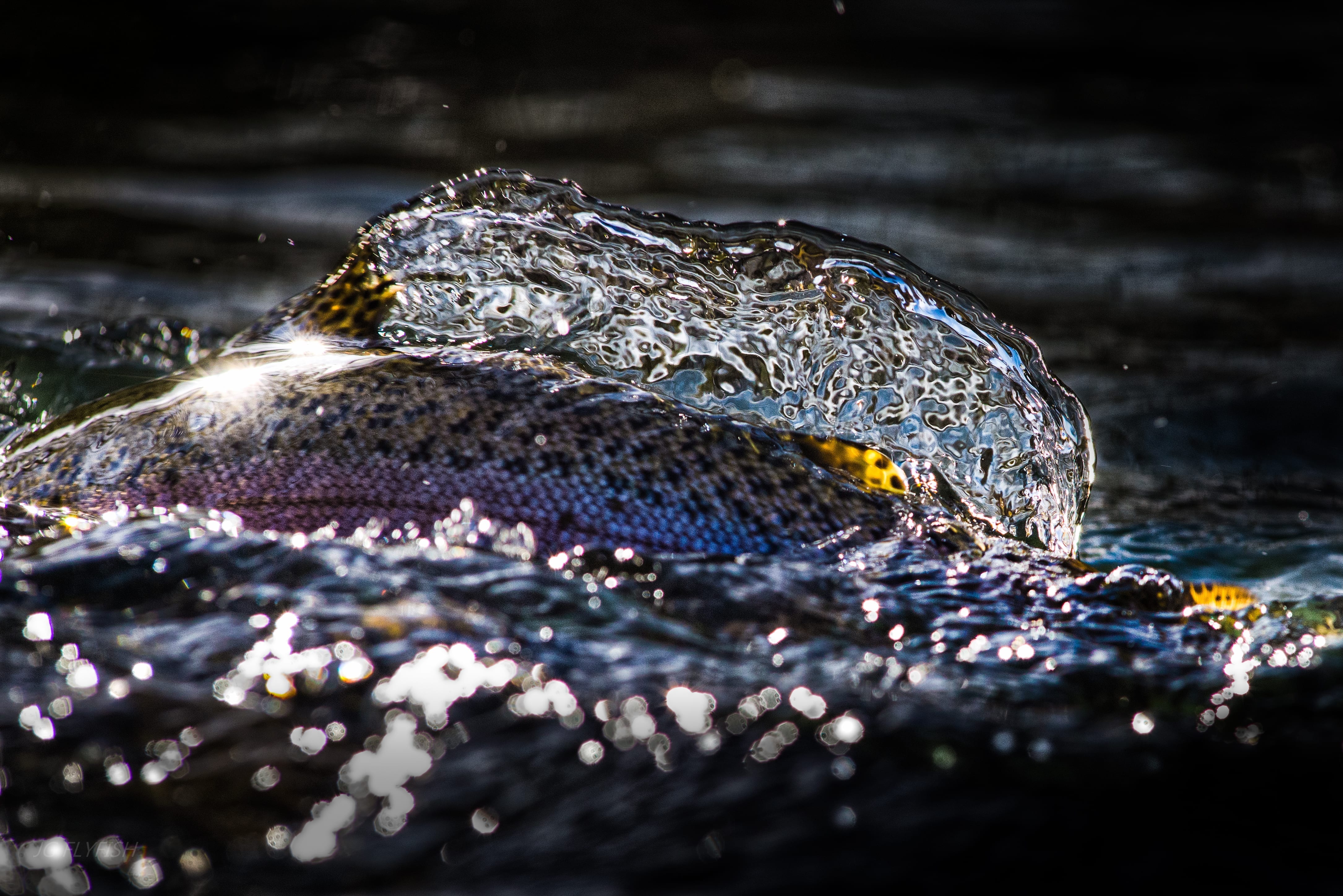 Tail Out | California Trout