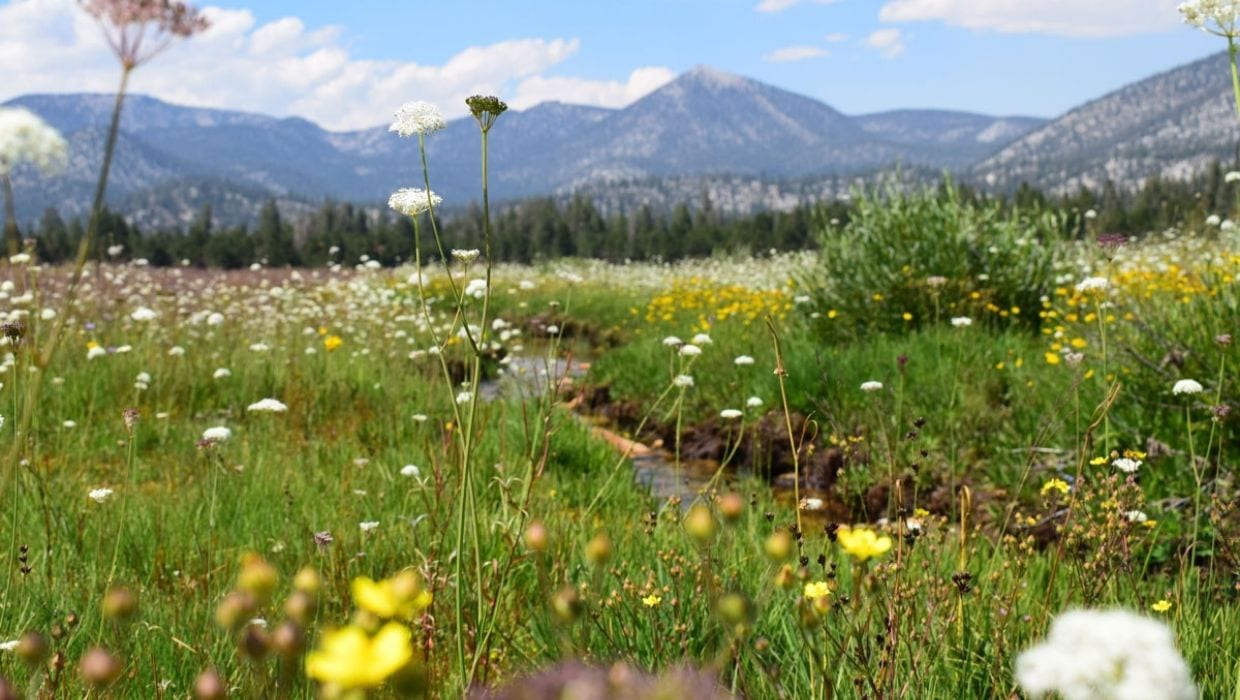 Sierra Meadows Strategy | Moments That Write History #8 | California Trout