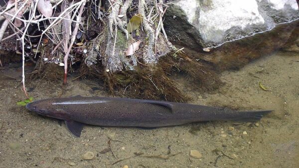 Santa Margarita River Wildlife Milestone - Fish Passage For Endangered ...