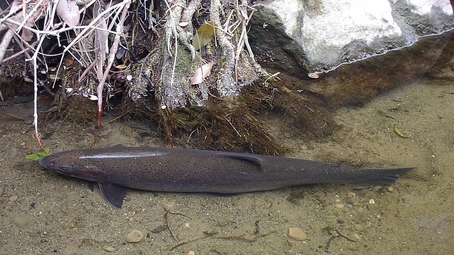 Santa Margarita River Wildlife Milestone - Fish Passage For Endangered ...