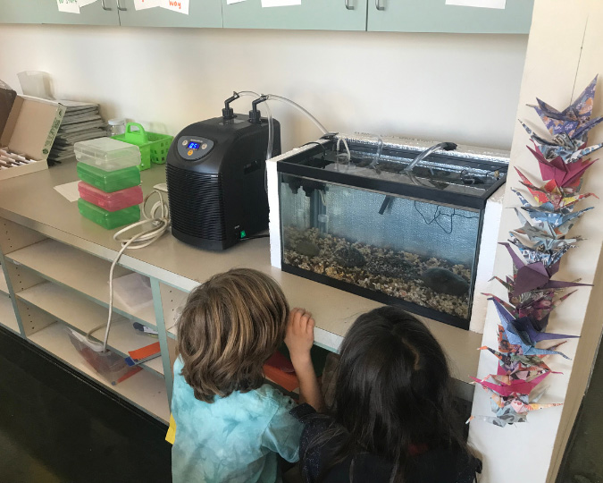 Volunteer | California Trout