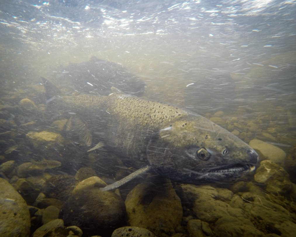 The Numbers are in: Thousands of Salmon Return Home to the Klamath | California Trout